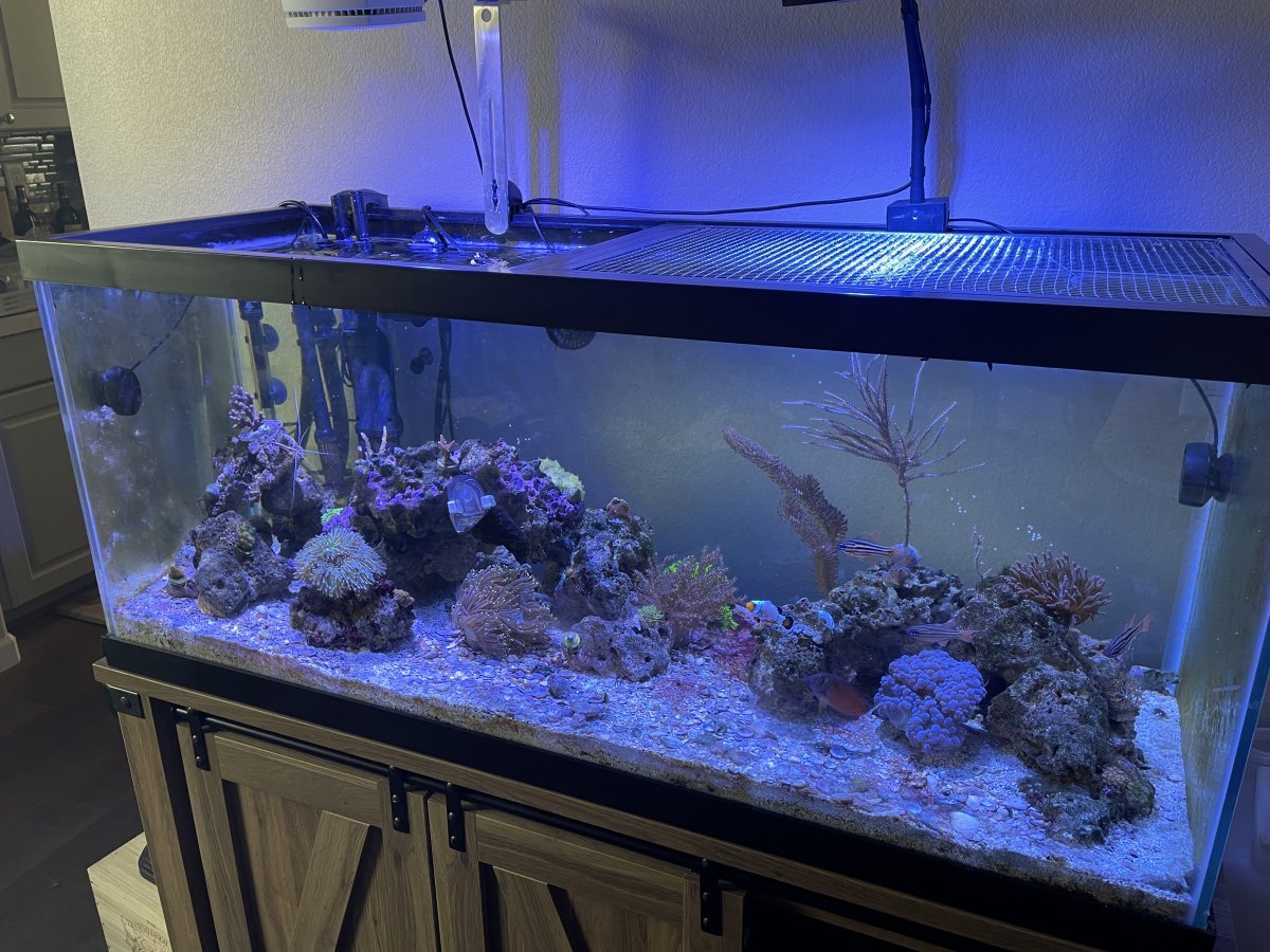 Build Thread - Low Tech 75 Gallon Mix Reef/Sponge Farm | Reef2Reef