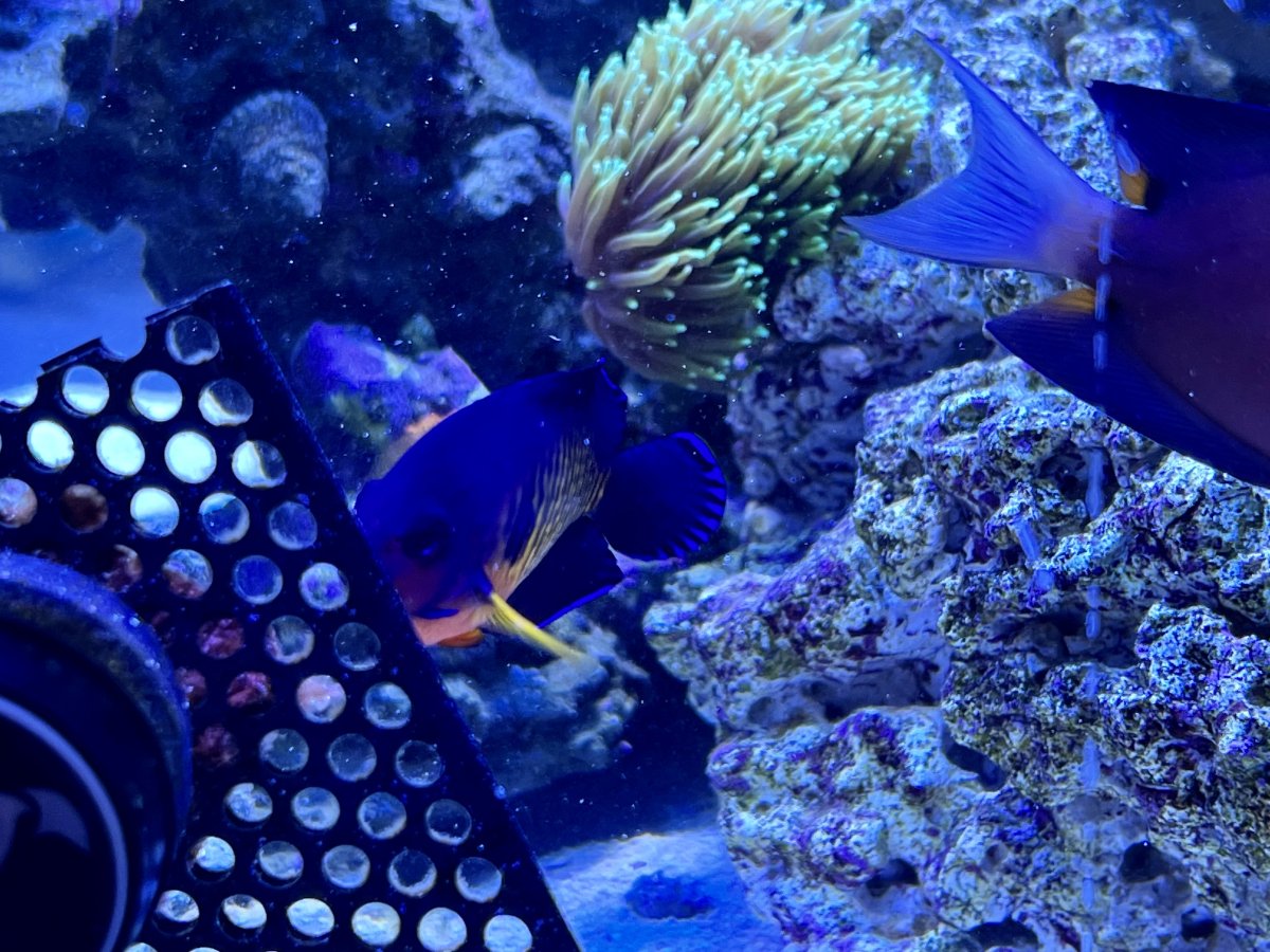 Lets see your Torch and Goni Gardens! | Page 3 | Reef2Reef