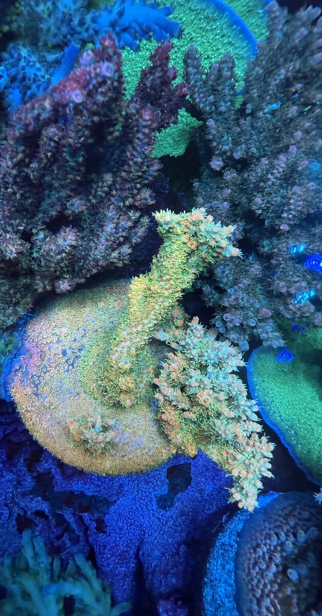 BC corals picture posting thread. | Page 15 | Reef2Reef