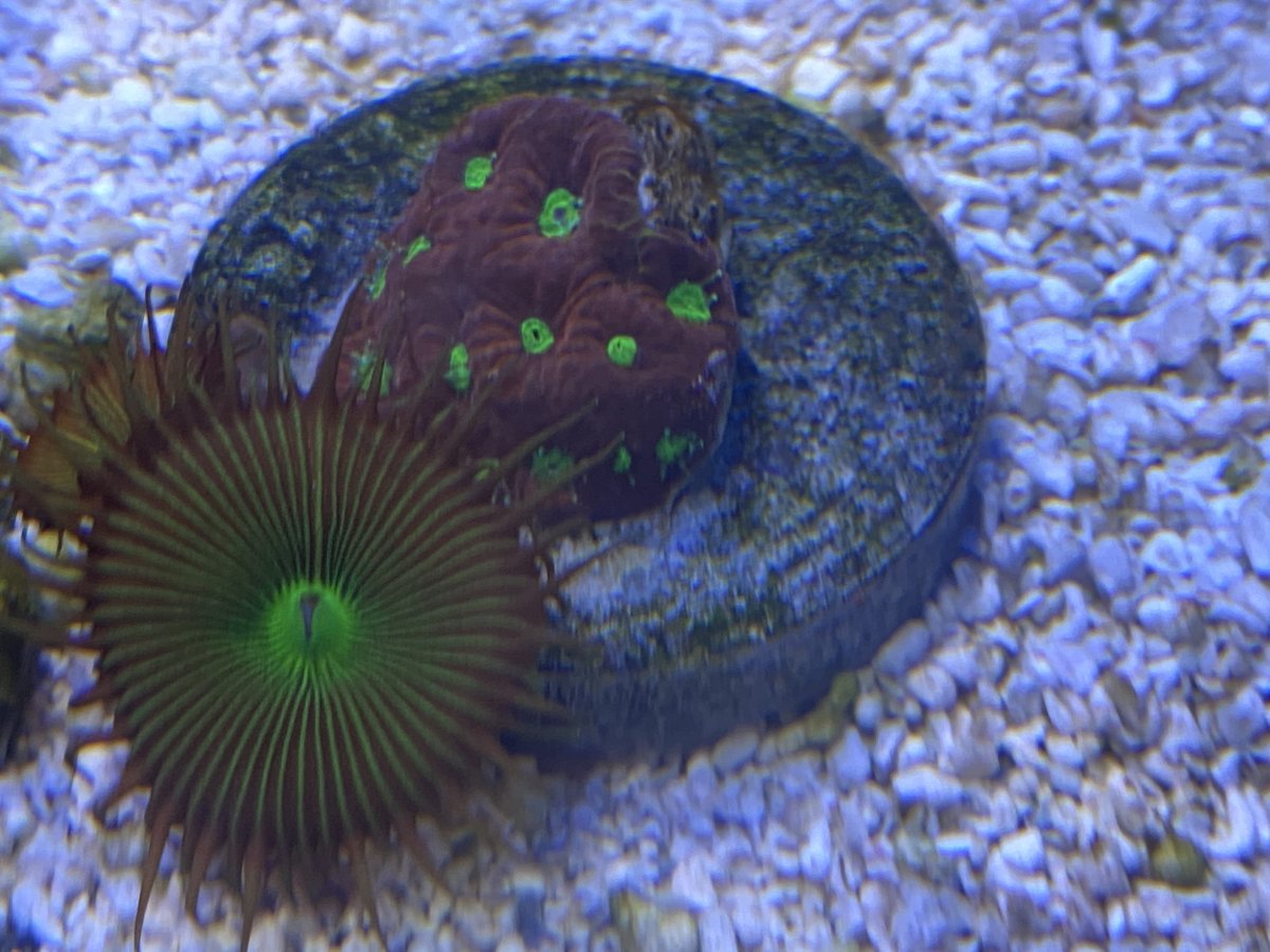 Coral ID help | Reef2Reef