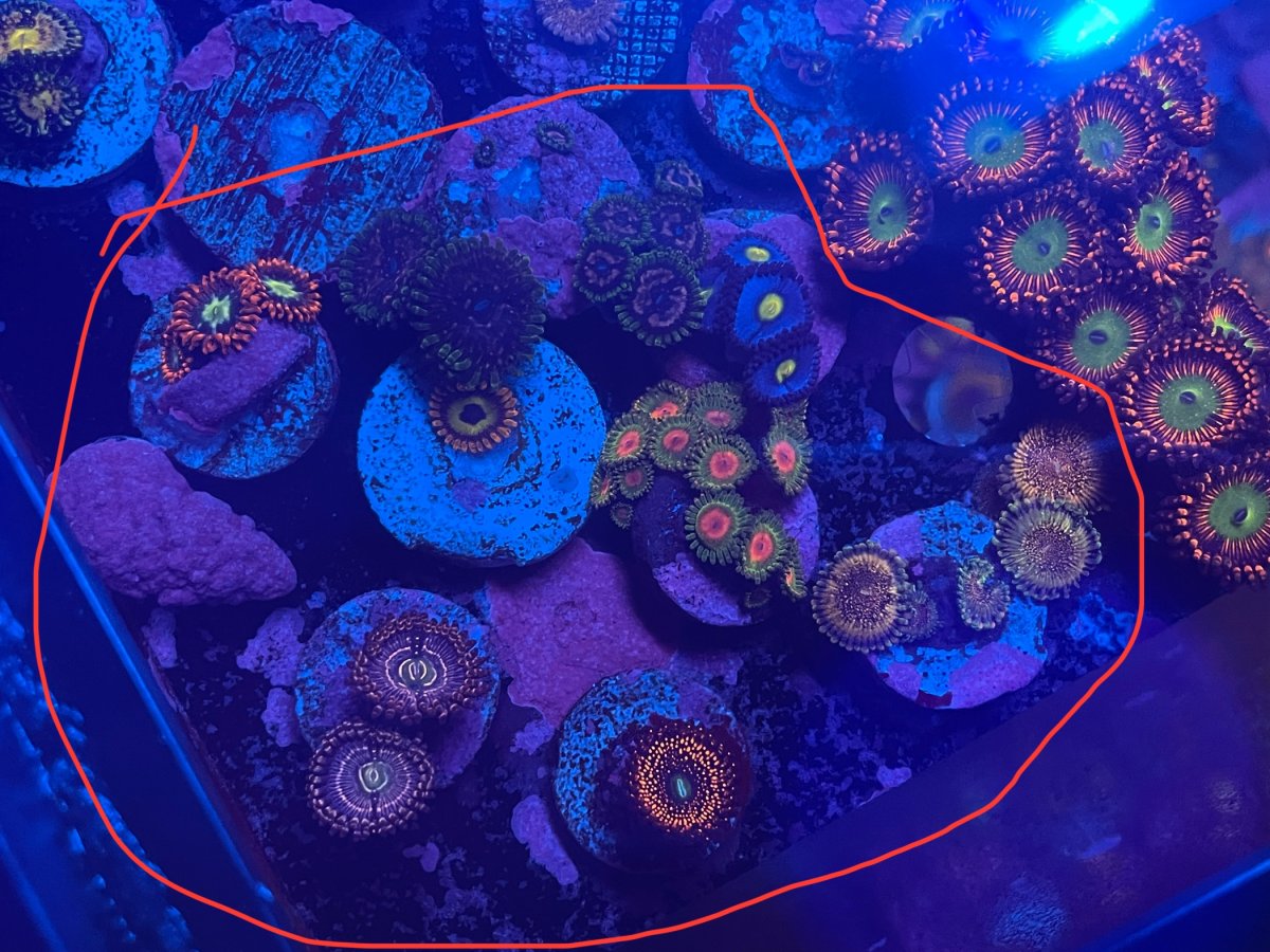 Virginia - Live Goods - 8 Zoa pack | Reef2Reef