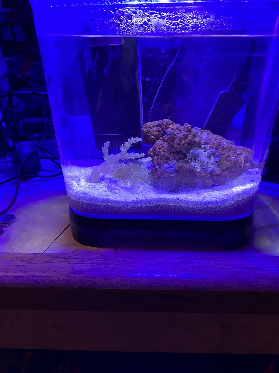 Nano Build - On the way home to set up my nano/pico tank | Page 2 ...