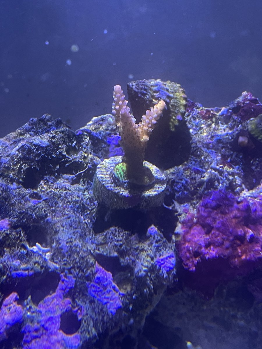 Build Thread - Low Tech 75 Gallon Mix Reef/Sponge Farm | Reef2Reef