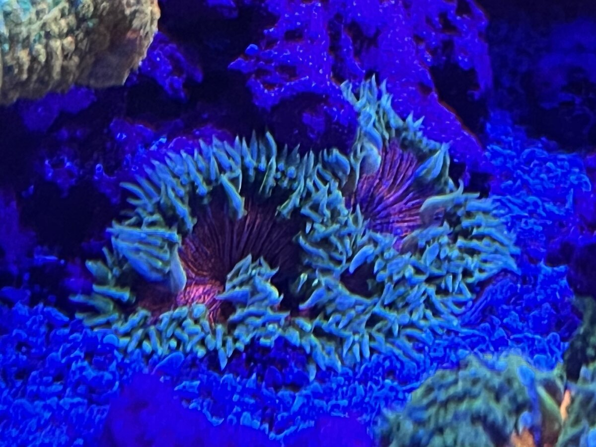 Show Off Your Rock Flower Nems!! | Page 2 | Reef2Reef
