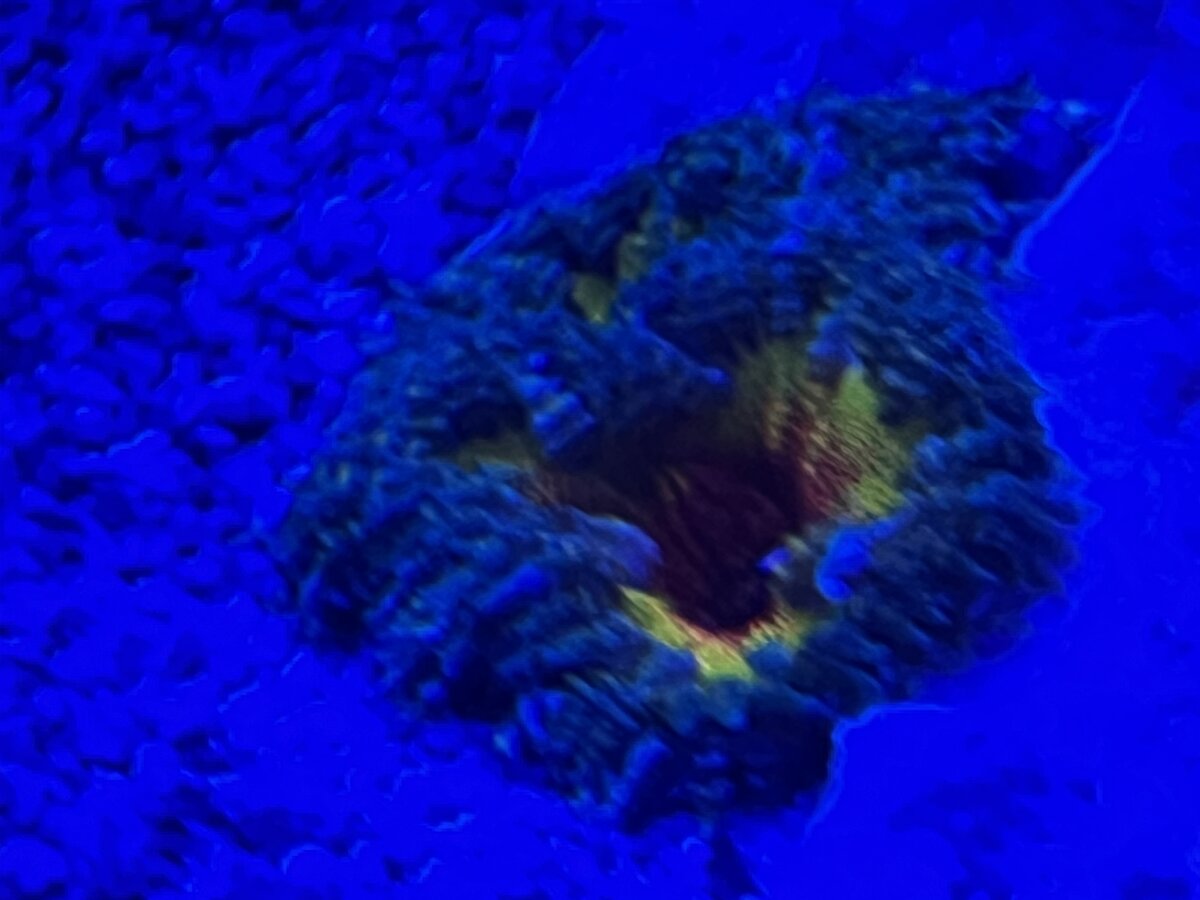 Show Off Your Rock Flower Nems!! | Page 2 | Reef2Reef