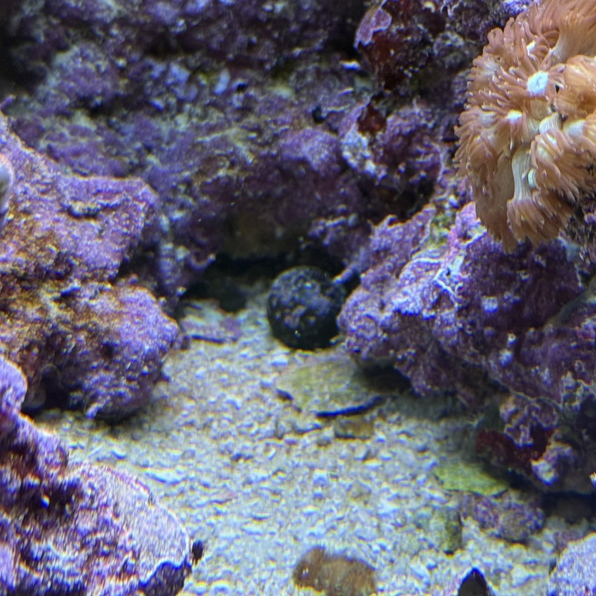 Can algae scrubbers outcompete algae? | Reef2Reef