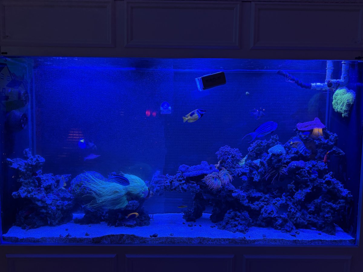 Glass & Sand Bed get dirty in a day?! | Reef2Reef