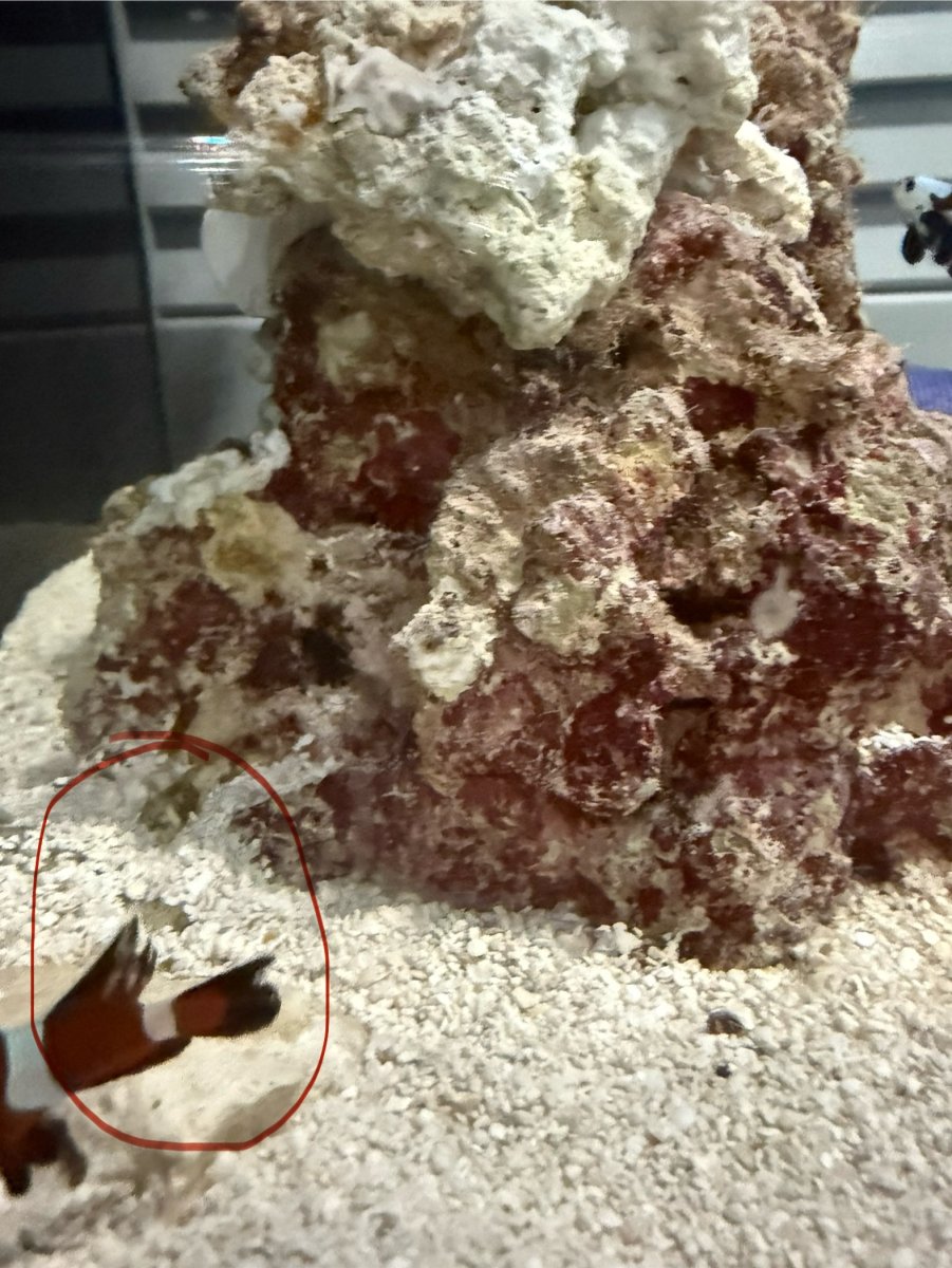 Clown Fish Fin Damage | Reef2Reef