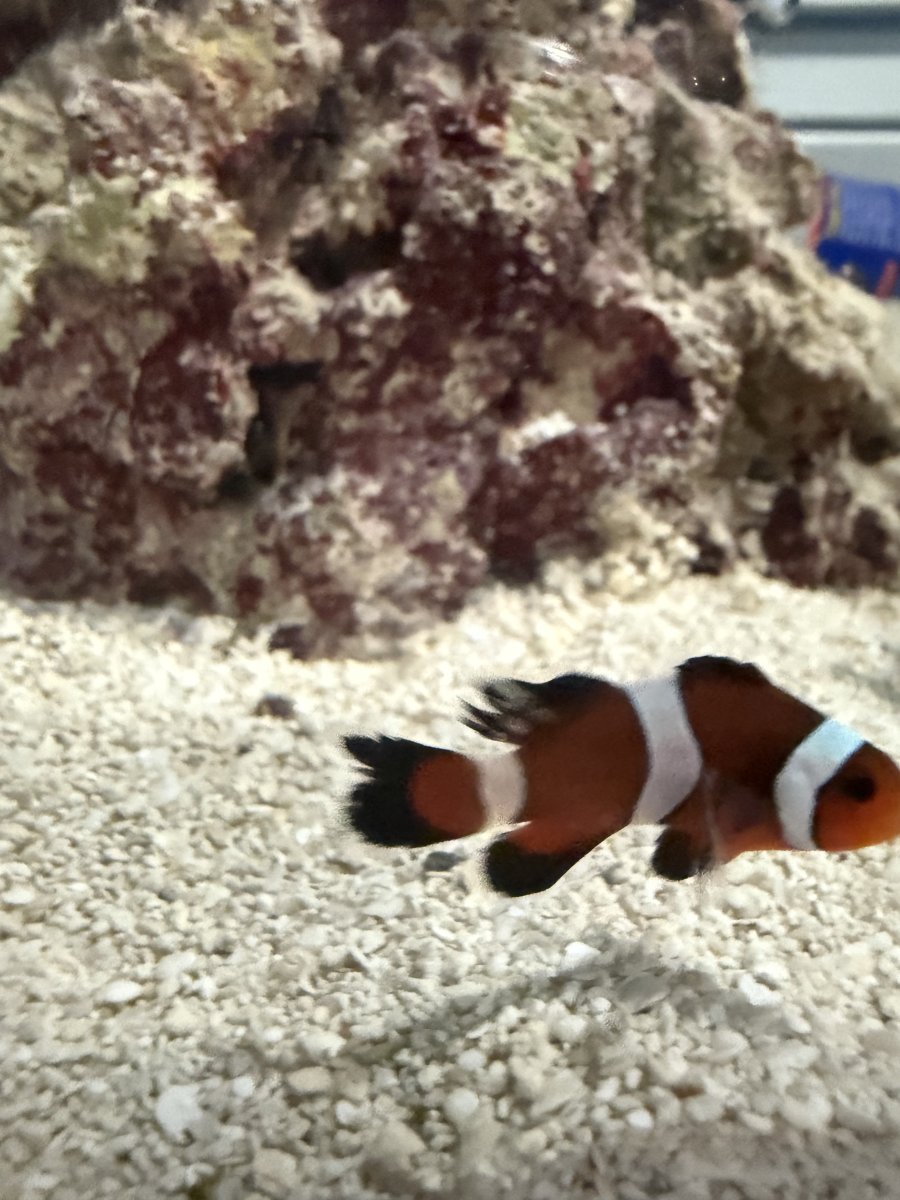 Clown Fish Fin Damage | Reef2Reef