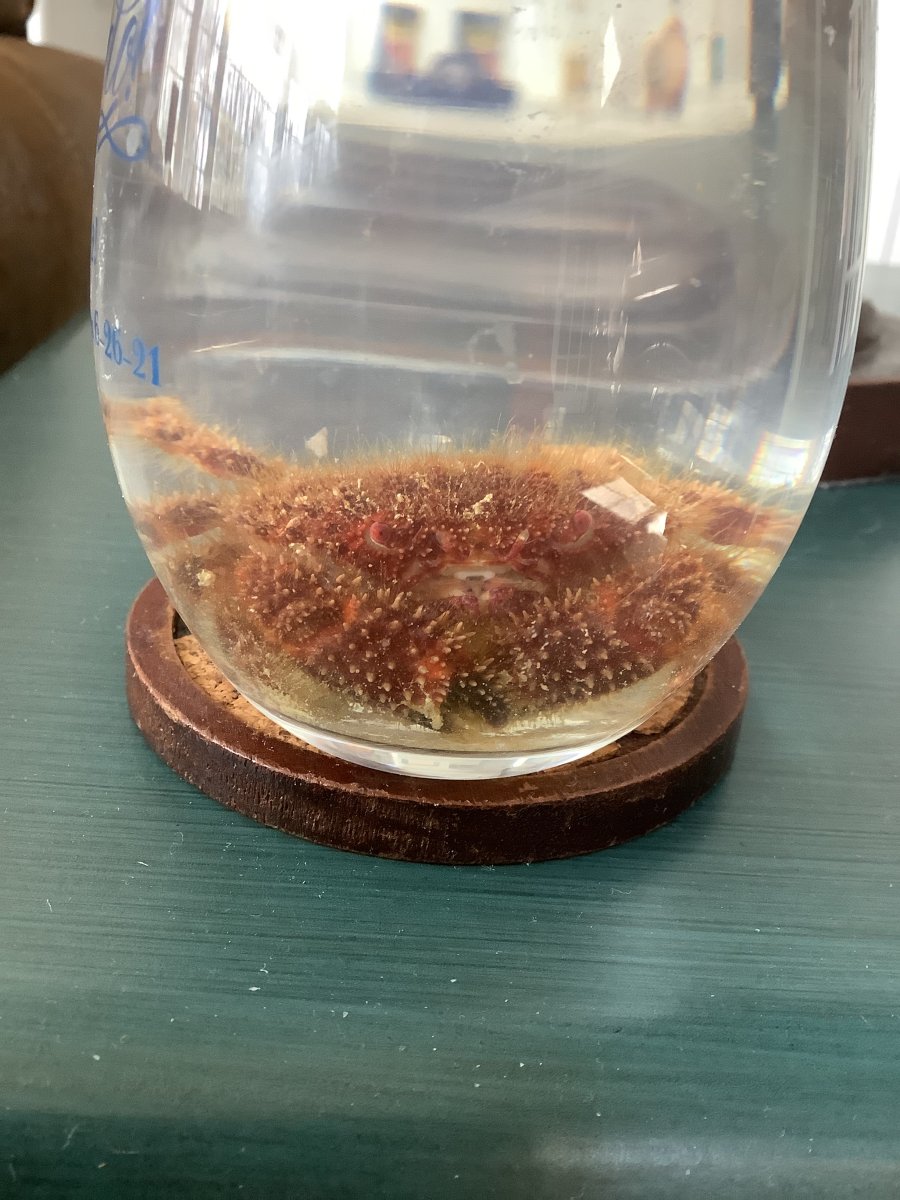 Gorilla crab? | Reef2Reef