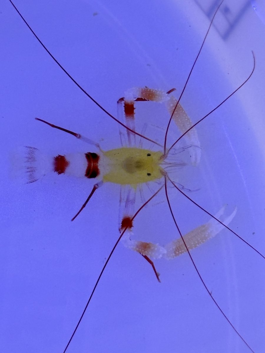 Gold Coral Banded Shrimp | Reef2Reef