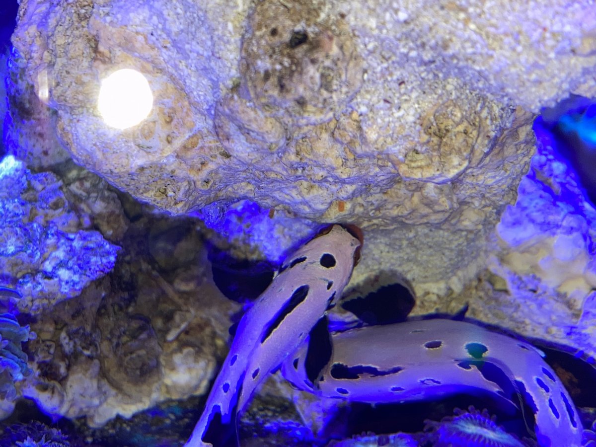 My Frostbite Clown Fish Laying Eggs | Reef2Reef