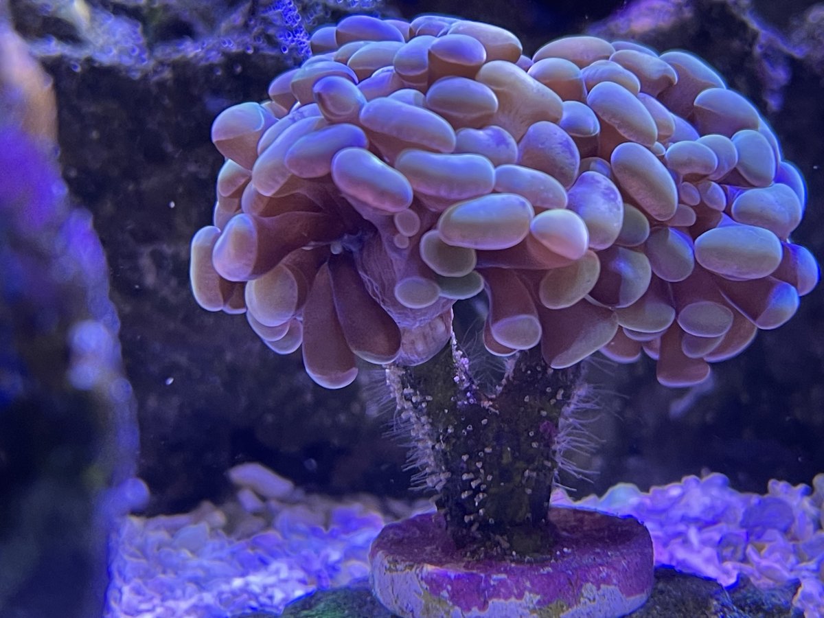 Little hairs on Torch Skeleton | Reef2Reef