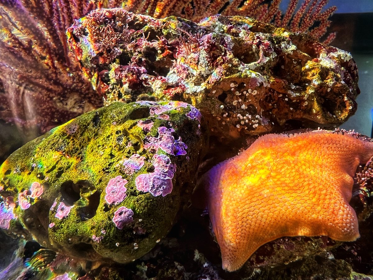 Macroalgae that has washed up onto the beach / shore via tide | Reef2Reef