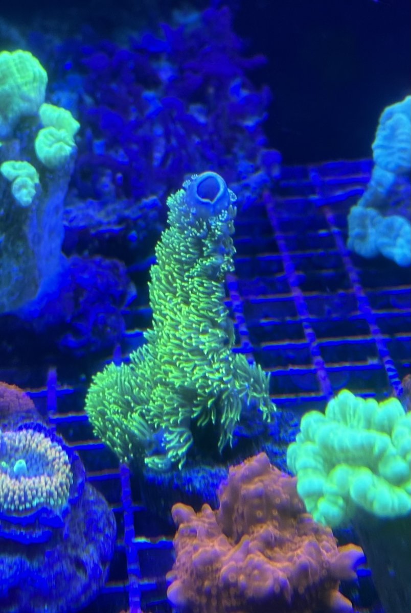 Battlecorals Strawberry fields | Reef2Reef
