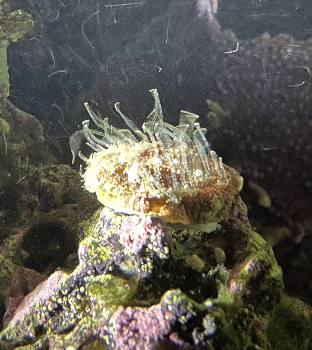 CONTEST - POTM - Oct 2024 POTM voting thread | Reef2Reef