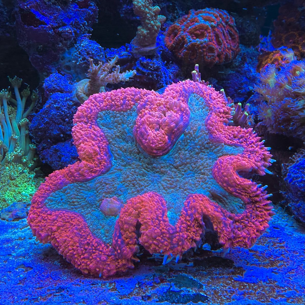 Large Build - My SPS & Clam Tank | Page 4 | Reef2Reef