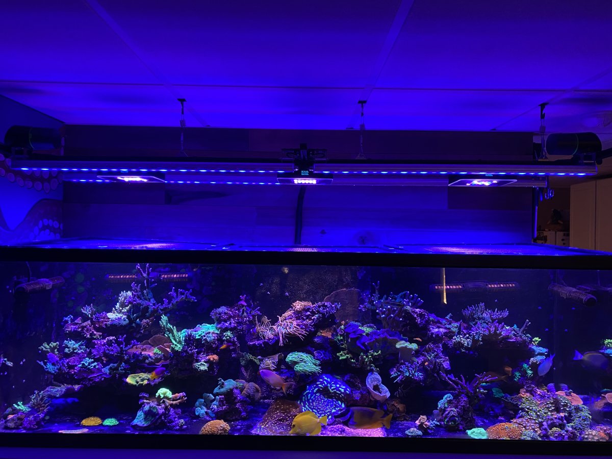 Kalk dosing setup for SPS TANK | Reef2Reef