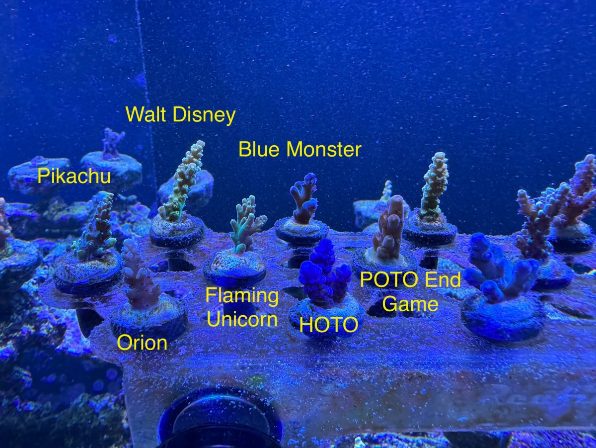 New Mexico - Live Goods - SOLD - SOLD Acro Pack : HOTO , Walt Disney ...