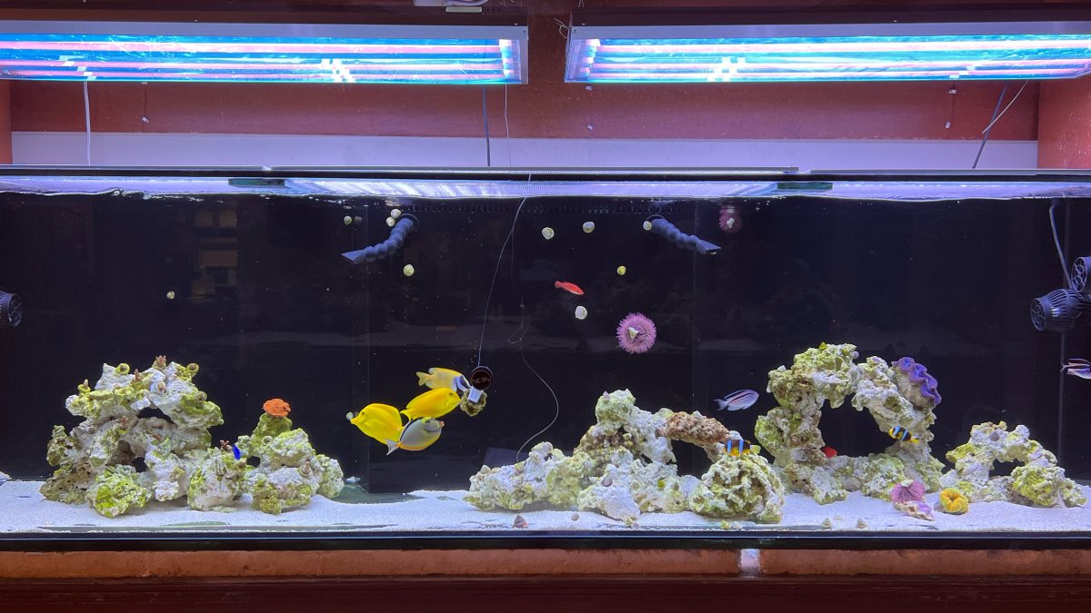 Large Build - My SPS & Clam Tank | Reef2Reef
