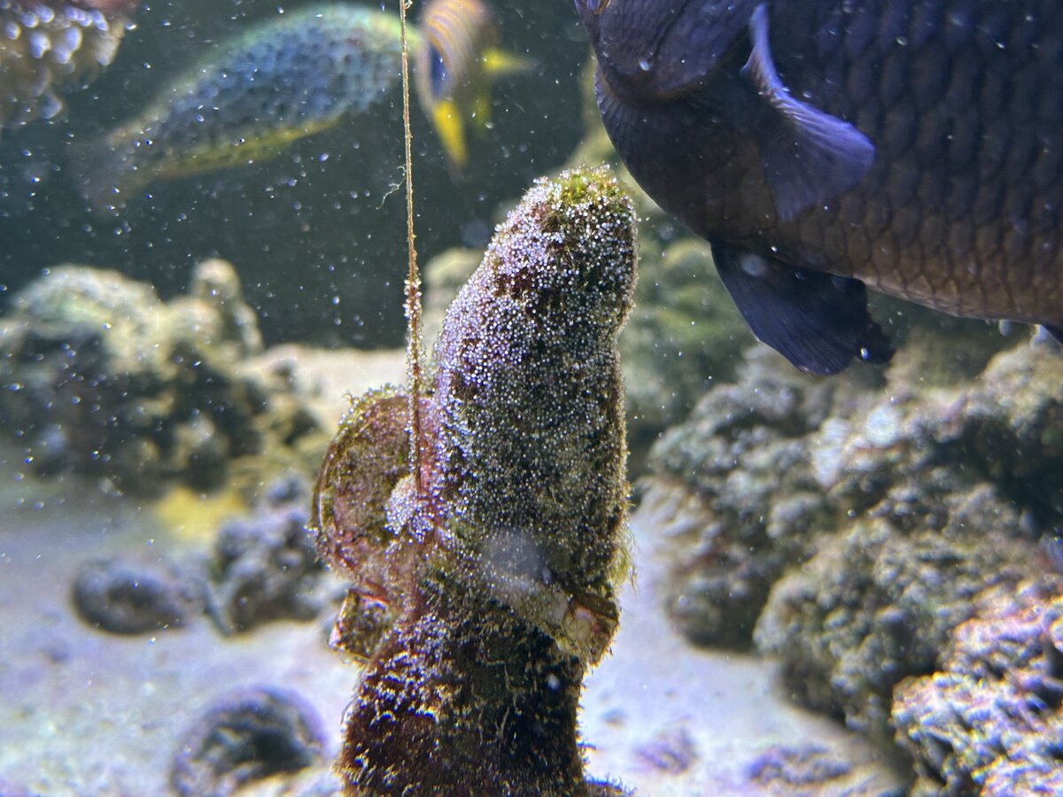 Cross species damsel fish spawning:" the ultimate nonnatural event ...