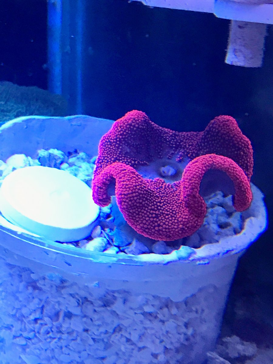 My ever awaited Extra Small Red Stichodactyla Haddoni anemone | Reef2Reef
