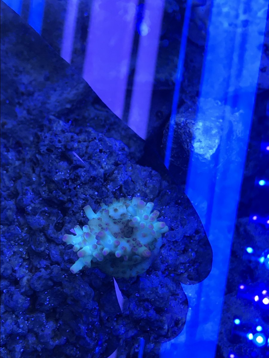 Uc shortcake growth | Reef2Reef