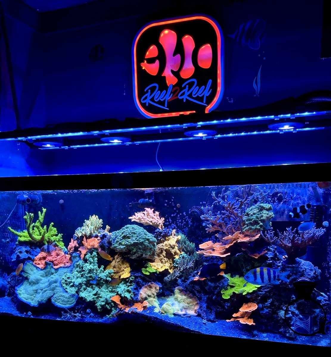 Wanting to start my SPS journey | Reef2Reef