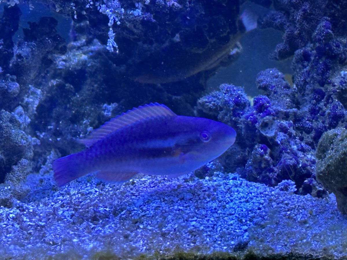 Parrot fish ID | Reef2Reef