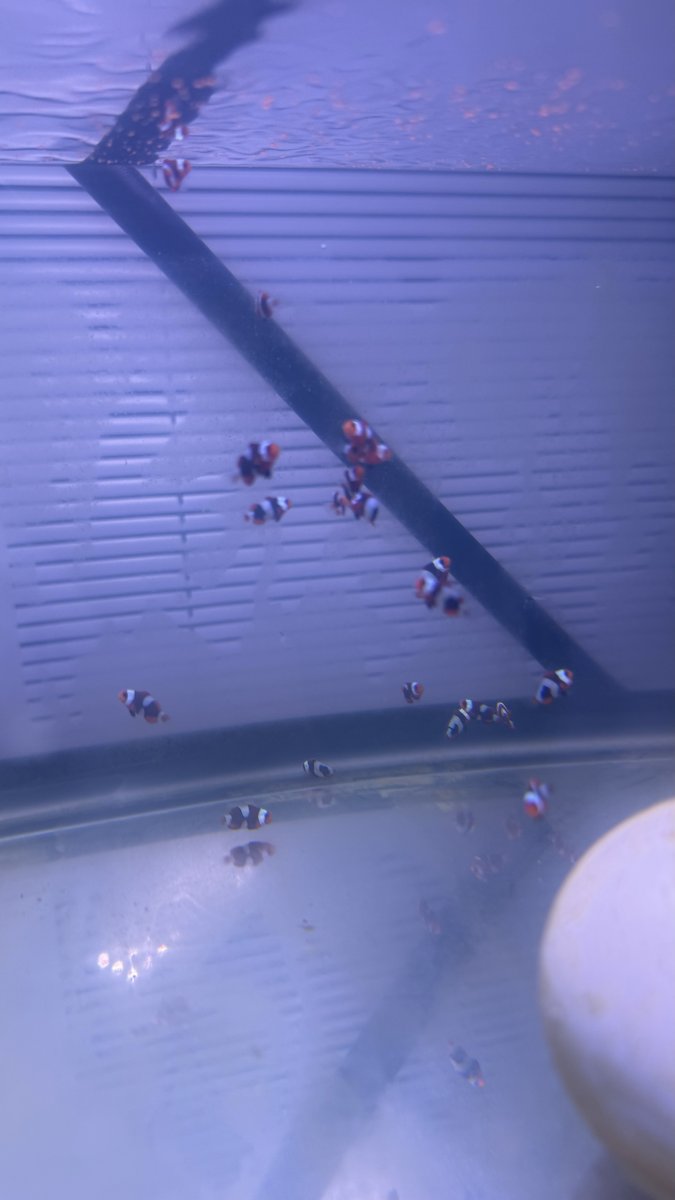Clownfish Breeding Success | Reef2Reef