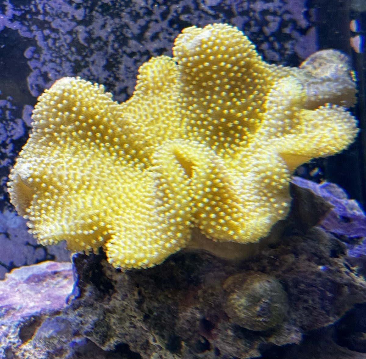 Show off your Fiji Yellows 2024 Edition | Reef2Reef