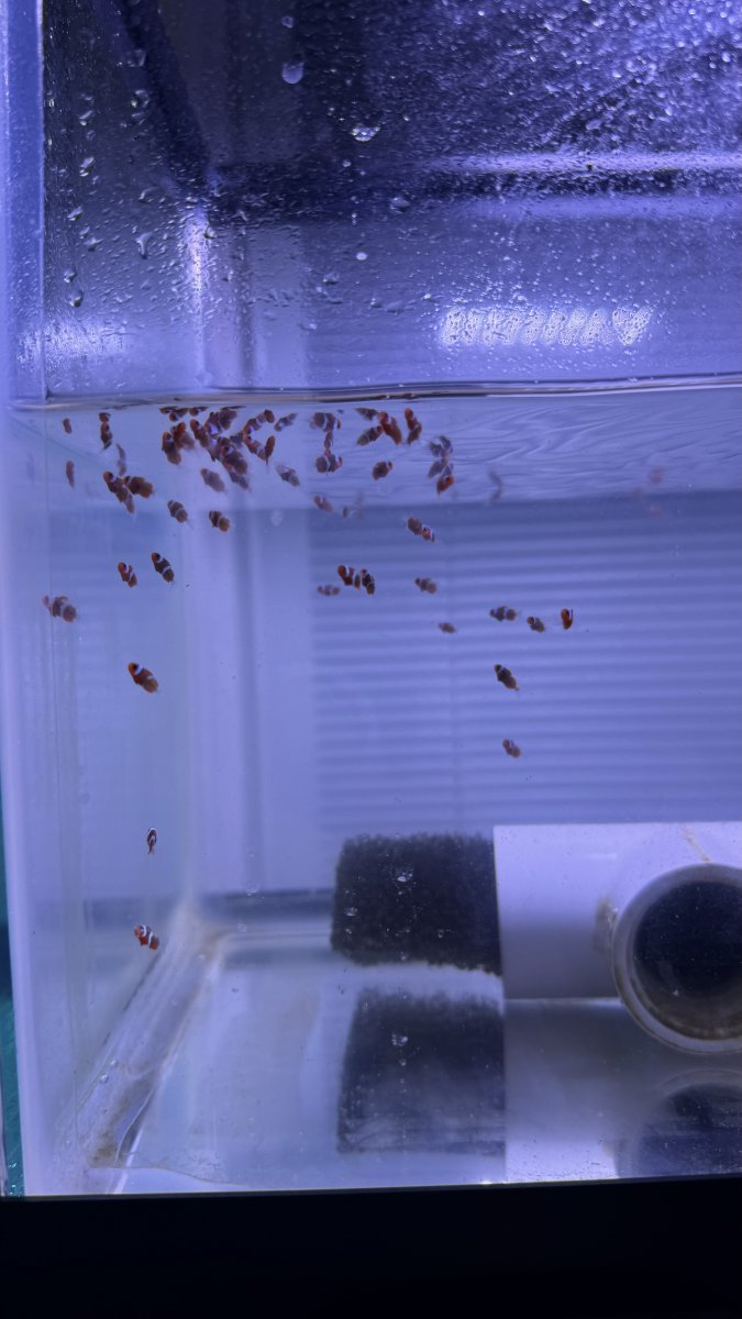 Clownfish Breeding Success | Reef2Reef