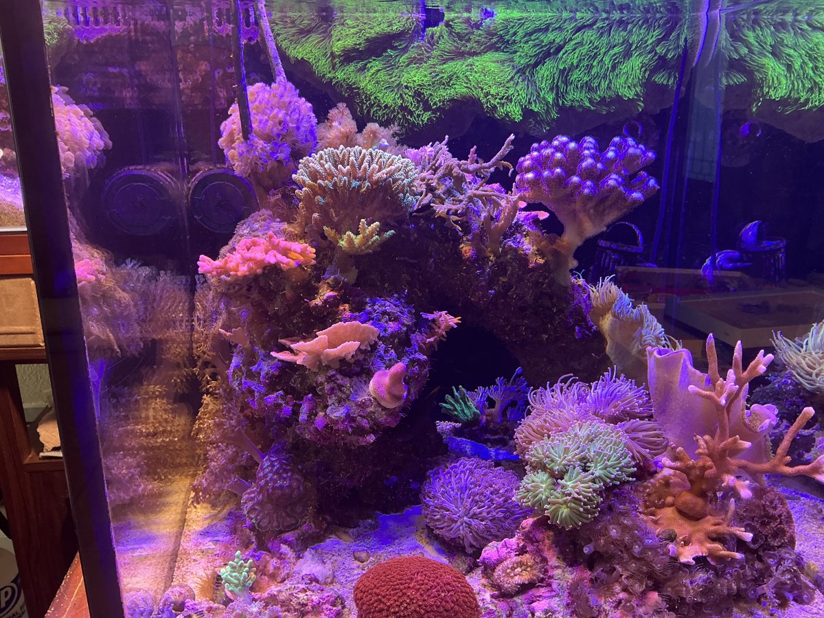 Can I see your reefs that’s powered from reef crystals. | Reef2Reef