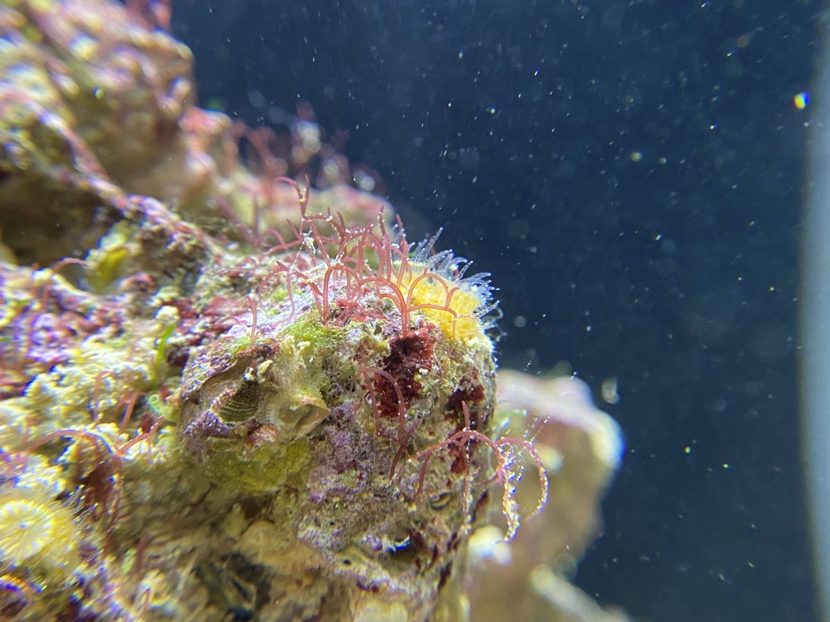 Tampa Bay Saltwater rock love | Page 3 | Reef2Reef