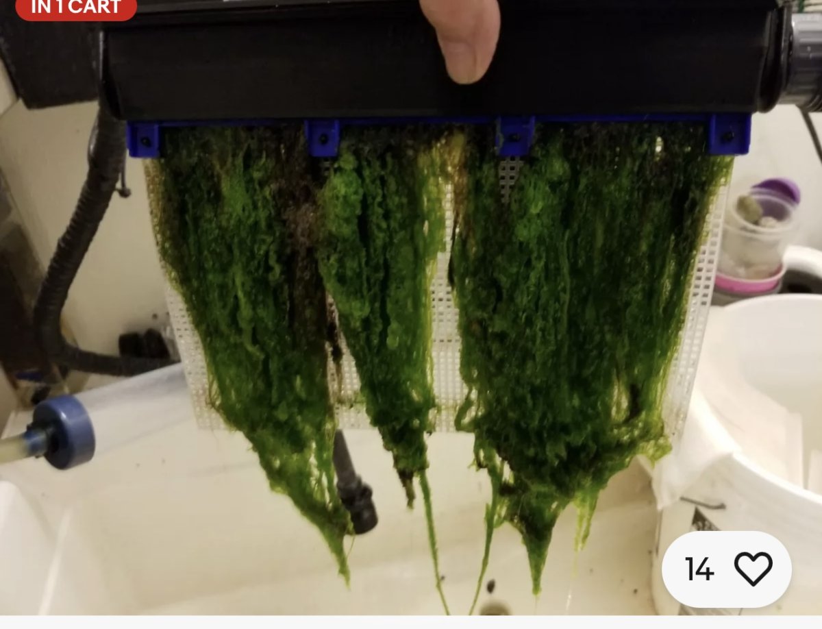 Turf scrubber only growing slime algae? | Reef2Reef