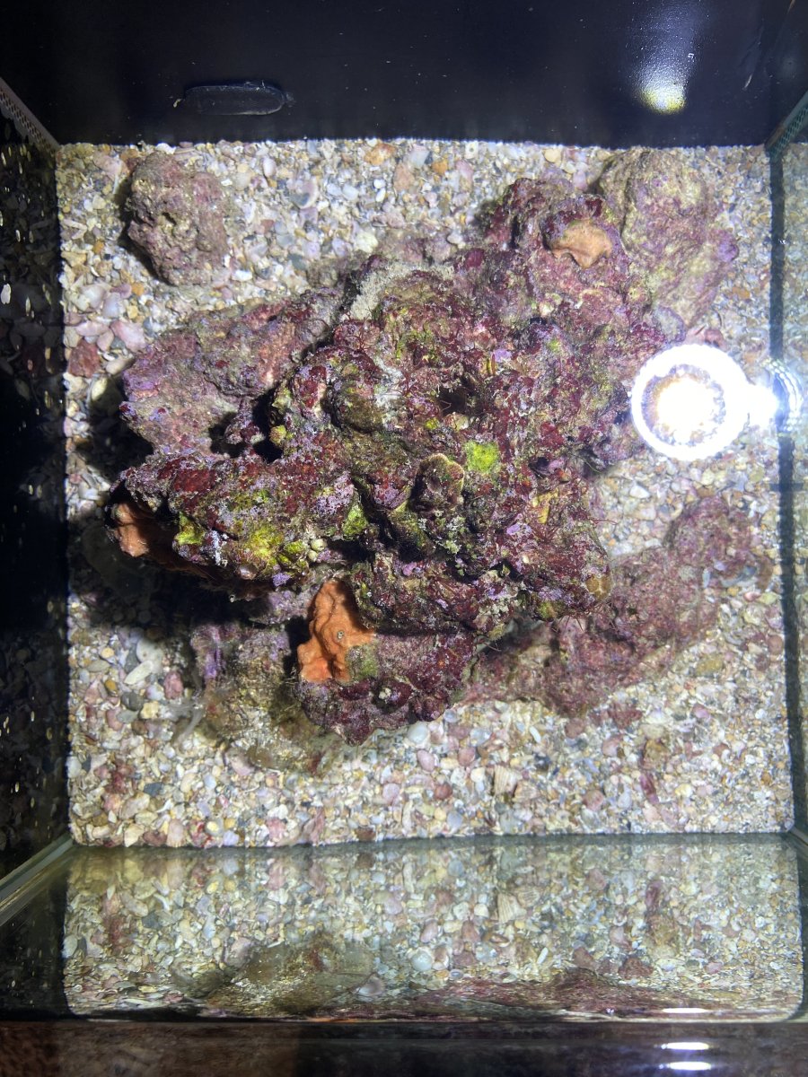 Nano Build - Innovative Marine 15: Project Caribbean | Page 2 | Reef2Reef