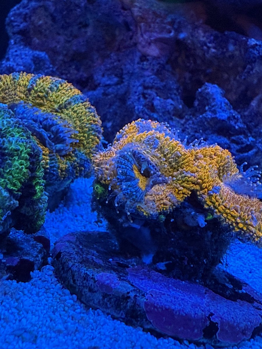Is there something wrong with my acan or is this a normal growing acan ...
