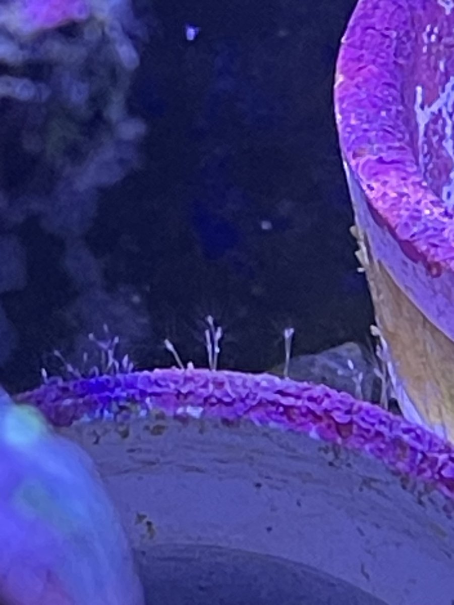 Hydroids? | Reef2Reef