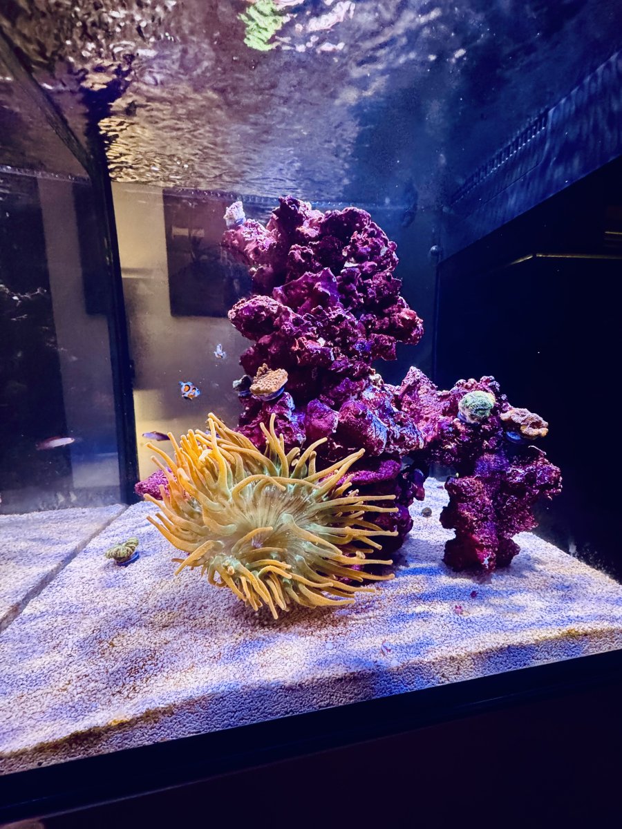 Hello - Red Sea 33 Gallon | Reef2Reef