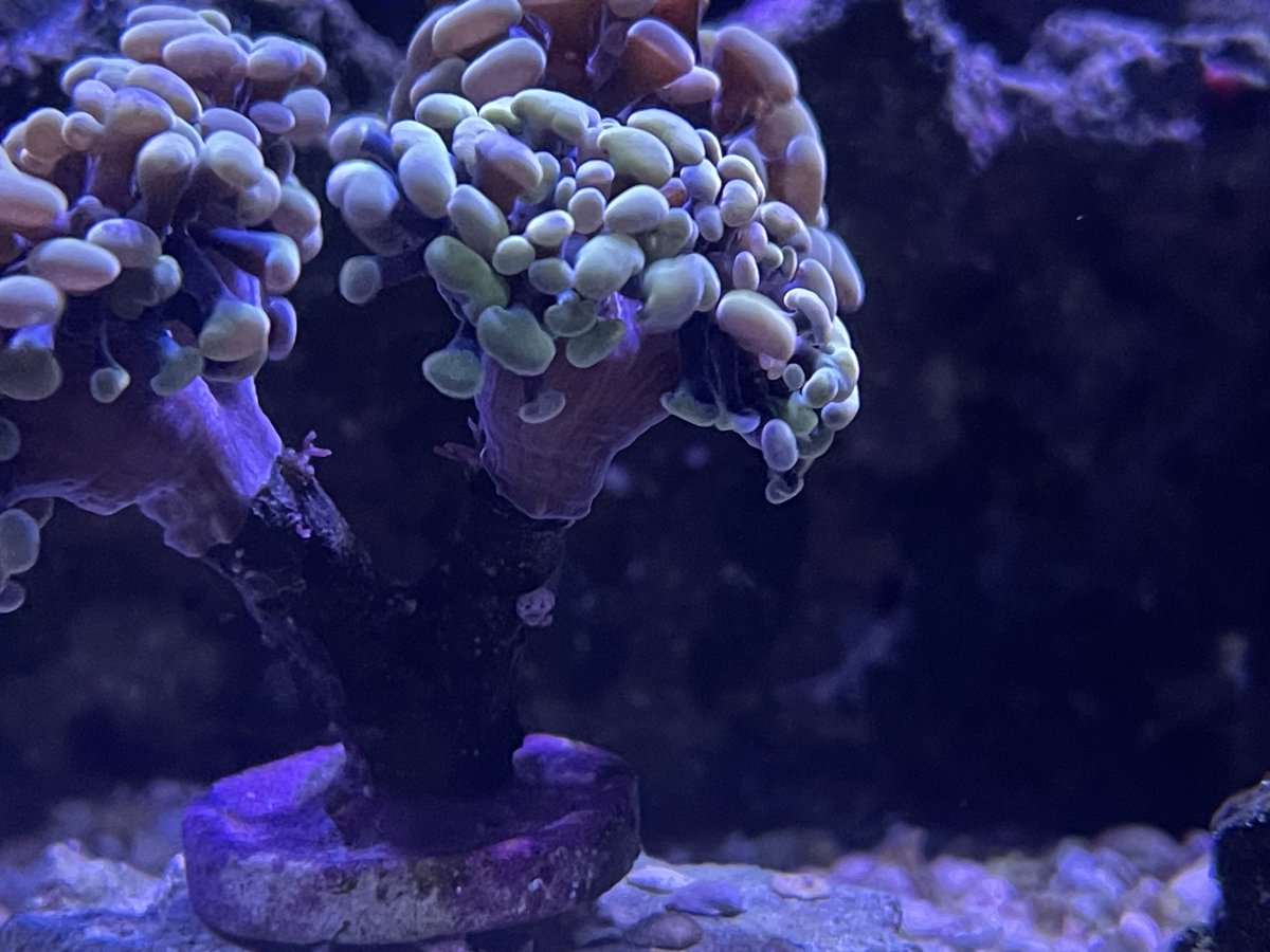 Little hairs on Torch Skeleton | Reef2Reef