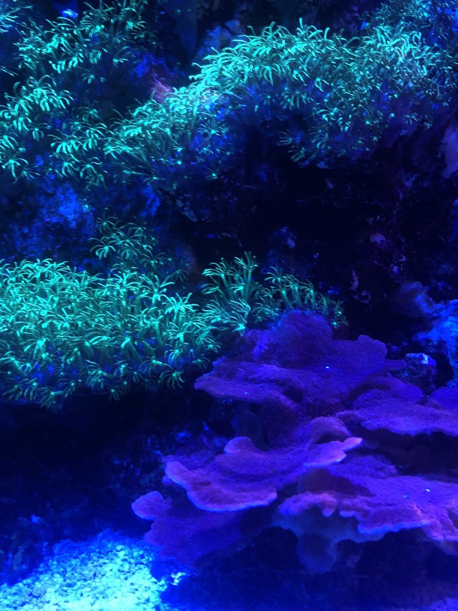 What can I place on top of GSP | Reef2Reef