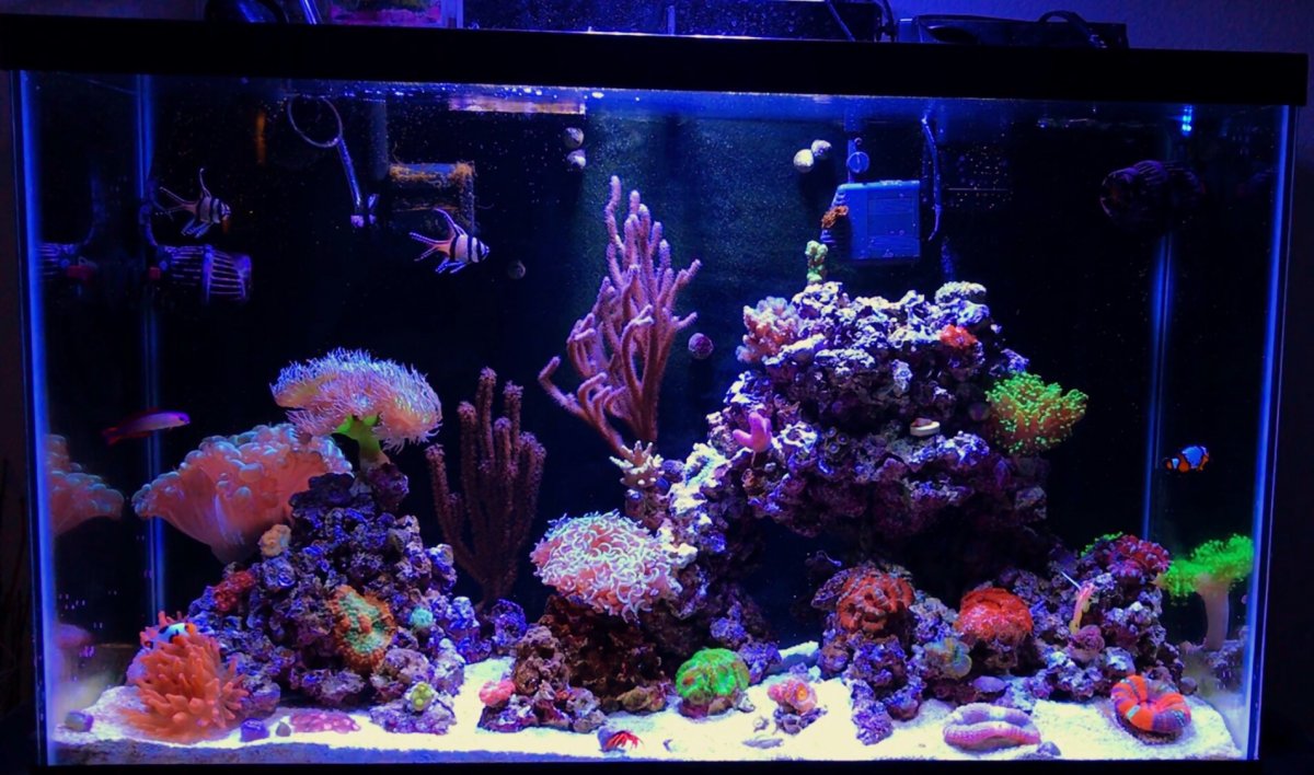 Show me your standard 29g reefs! | Reef2Reef