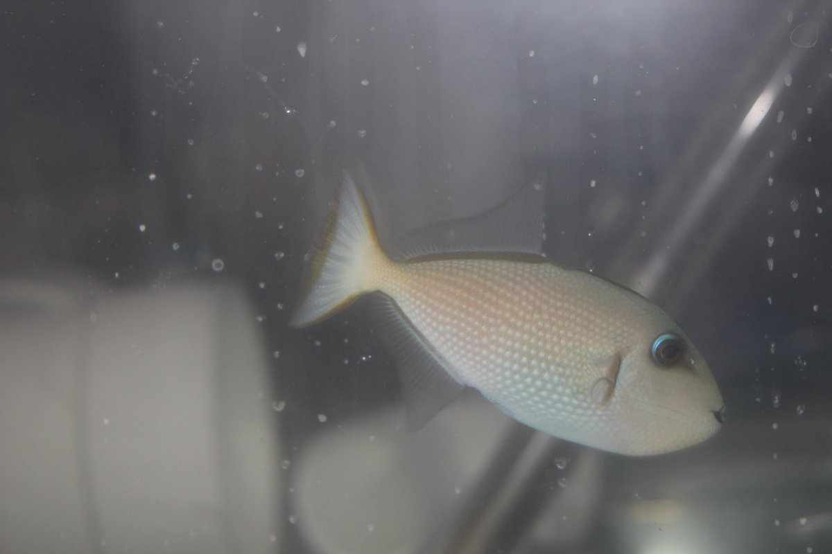 Male or female blue throat trigger? | Reef2Reef
