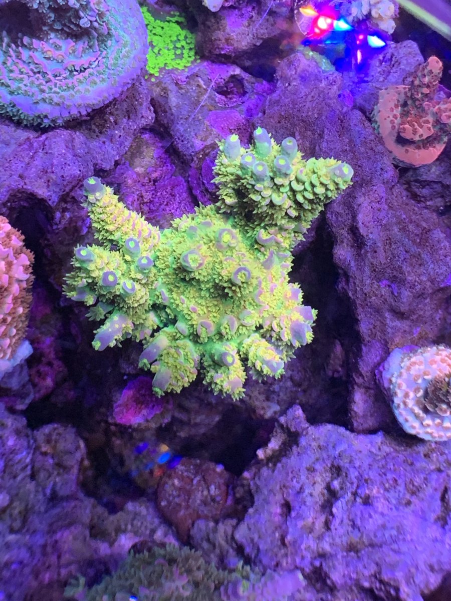 Walt Disney Acro Help | Page 3 | Reef2Reef