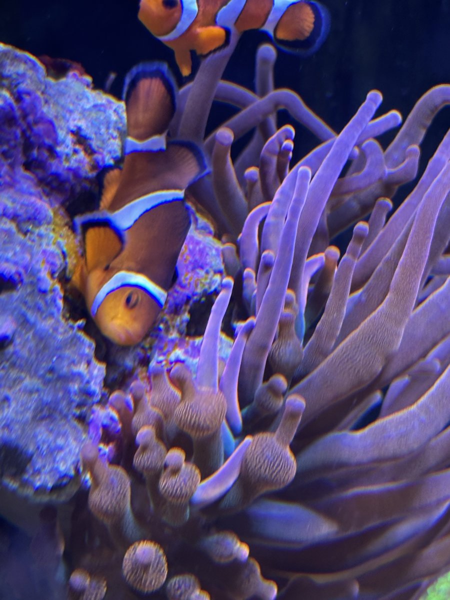 Baby’s in tank | Reef2Reef
