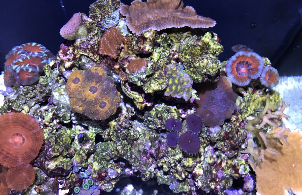 Got a PICO reef? Show it off here! | Page 11 | Reef2Reef
