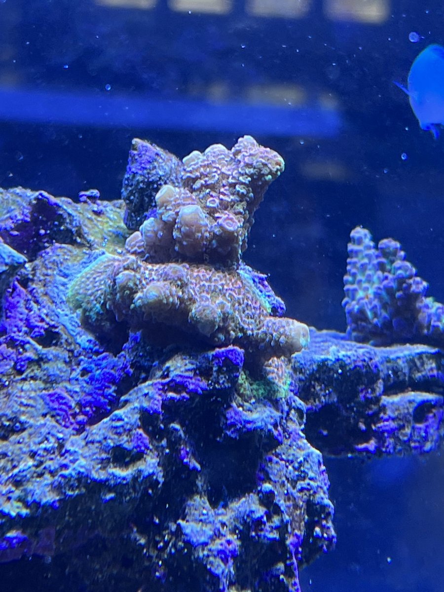 ASD Rainbow Milli Coloration | Page 2 | Reef2Reef