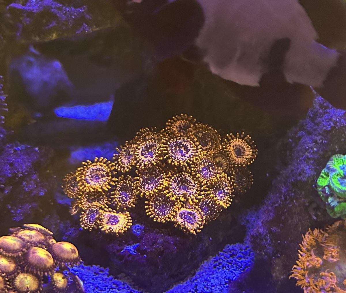 Who has the best looking zoa on here! Share with all of us! | Page 3 ...