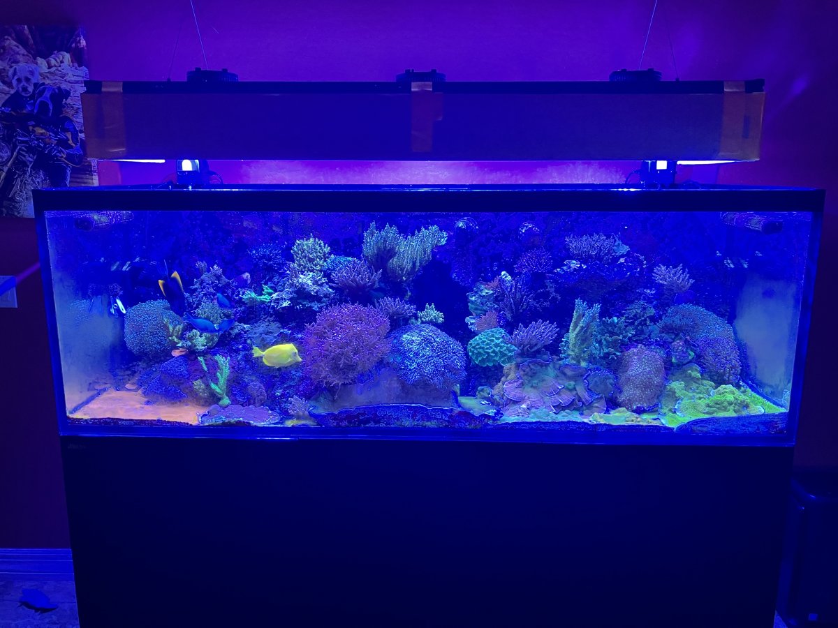 Assistance need with yellow tang hlle/fin rot/infection? | Reef2Reef