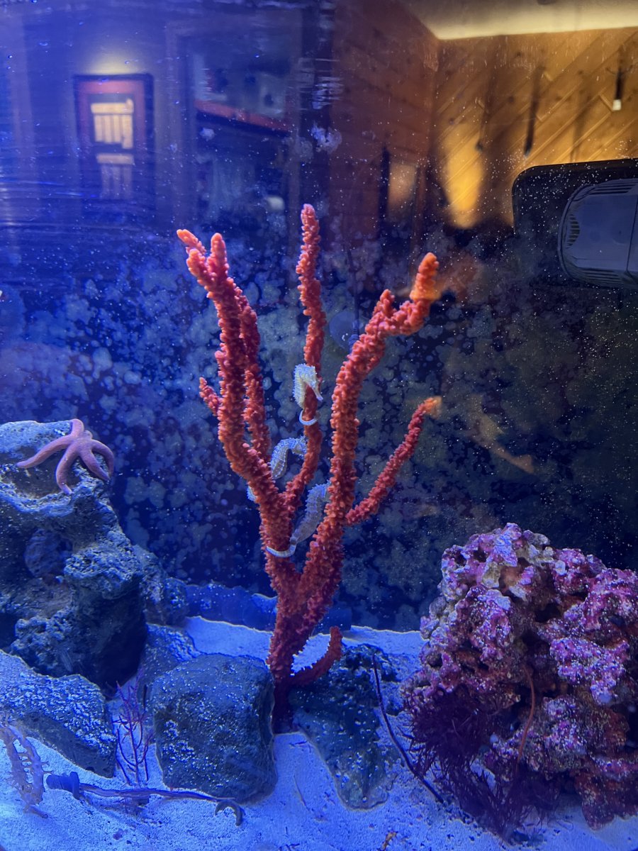 Do you Quarantine Tree Sponges? | Reef2Reef